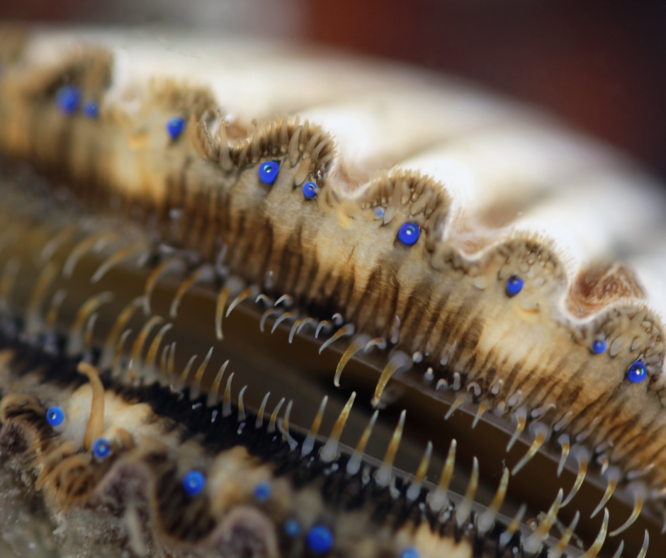 Searching for Scallops