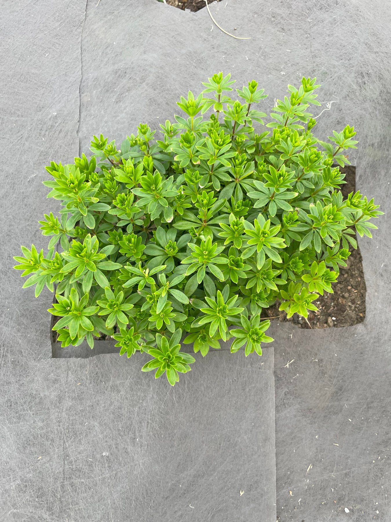 Worthwhile Herbs With Which You May Be Unfamiliar