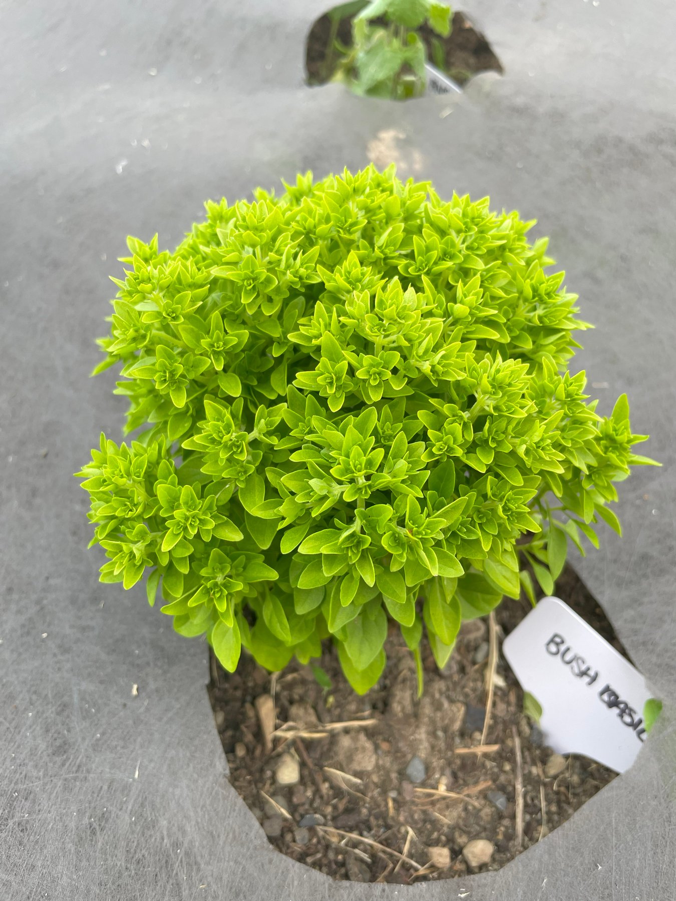 Worthwhile Herbs With Which You May Be Unfamiliar