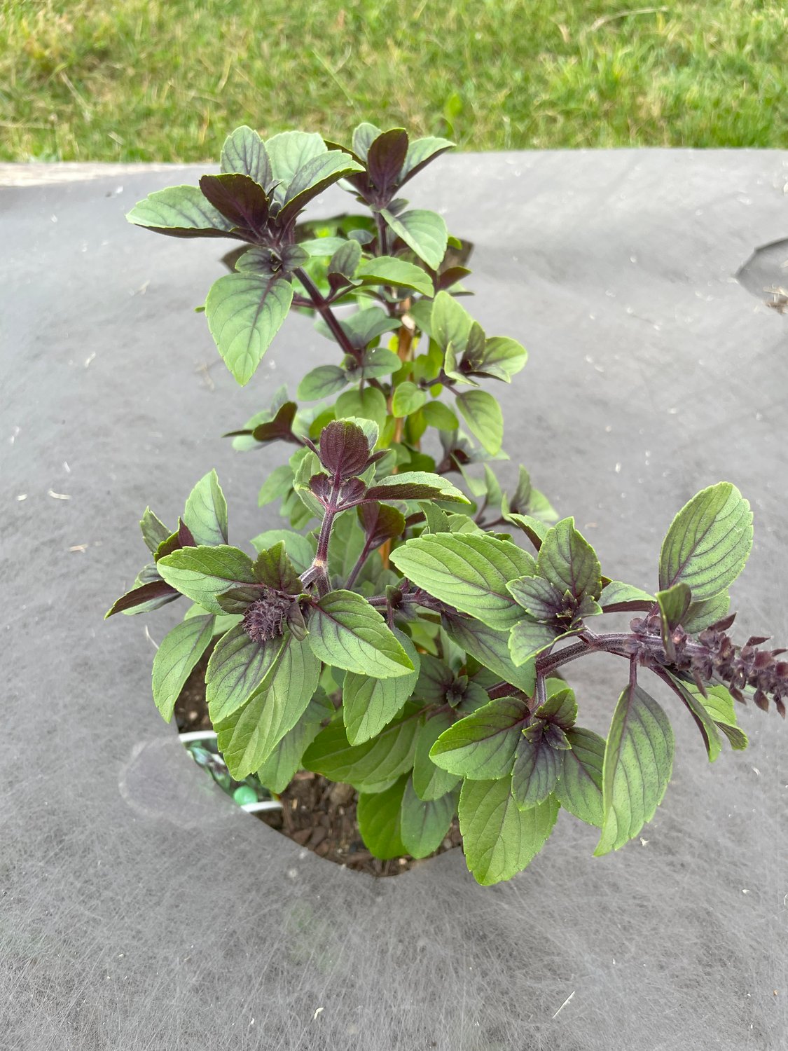 Worthwhile Herbs With Which You May Be Unfamiliar