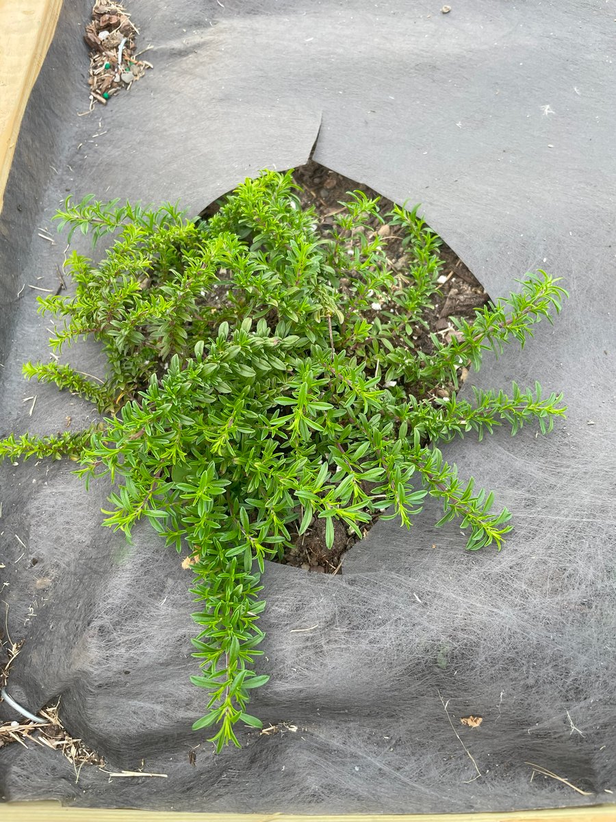 Worthwhile Herbs With Which You May Be Unfamiliar