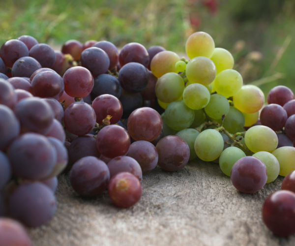 Three Wine Terms You’re Probably Using Incorrectly