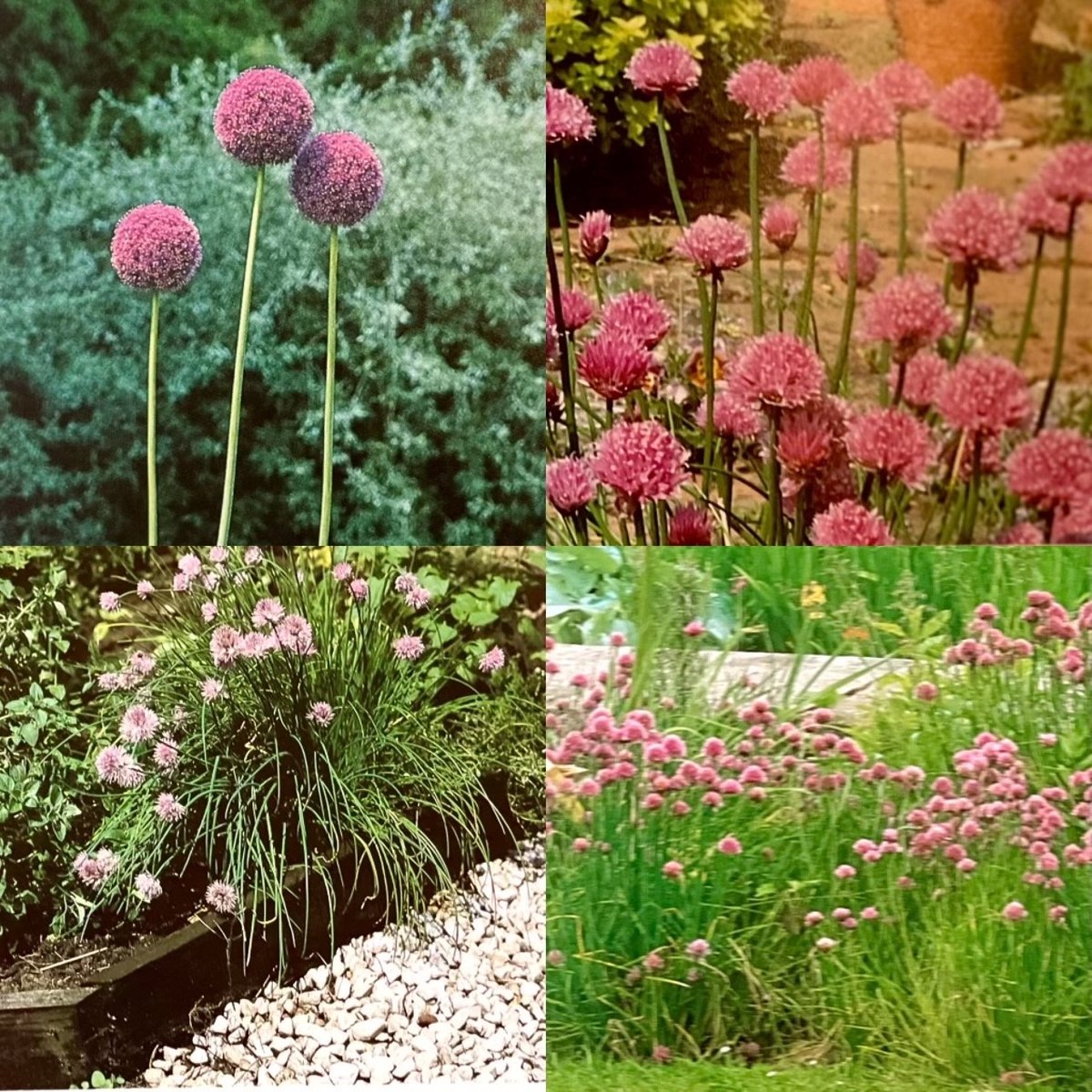 What Onion to Use for What Recipe?