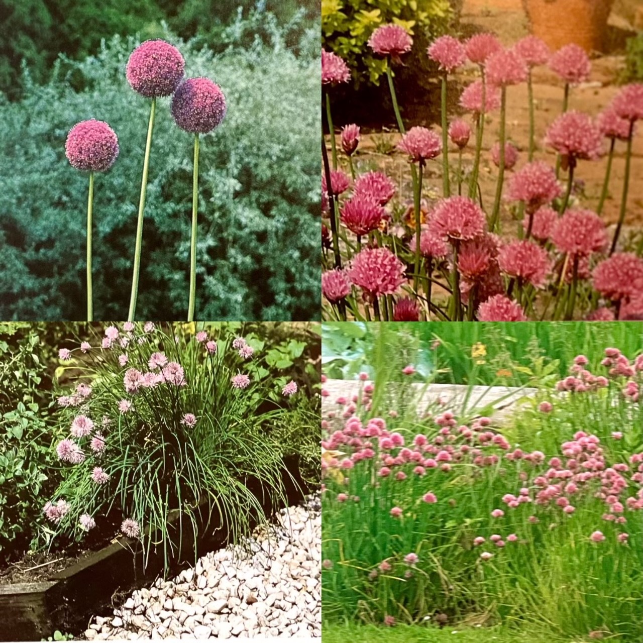 What Onion to Use for What Recipe?