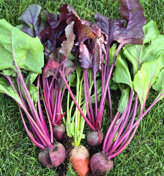 Beautiful Beets