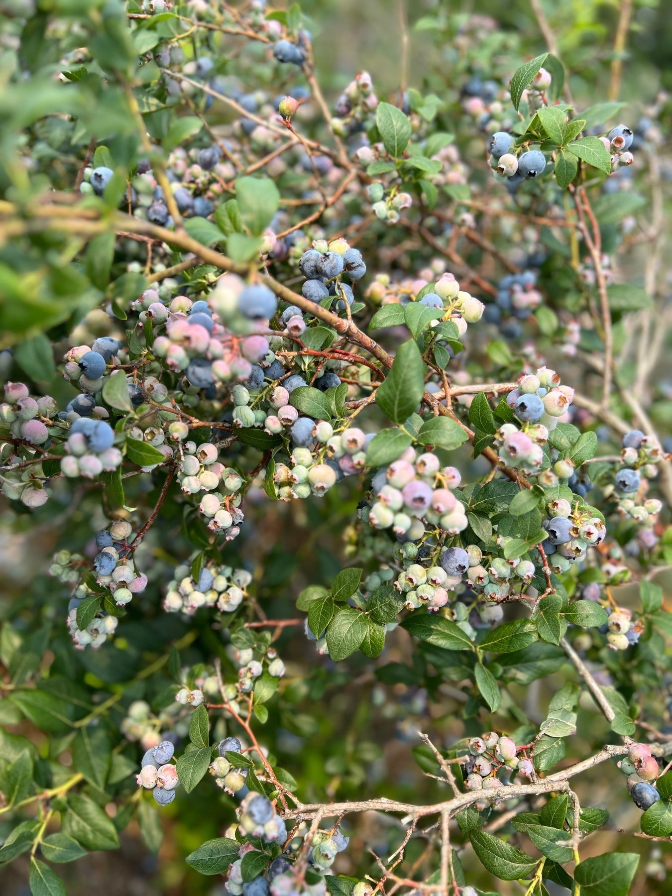 Got Blueberries? Make Lemon Blueberry Buckle