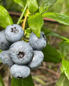 Pick a Peck of Quick Pickled Blueberries