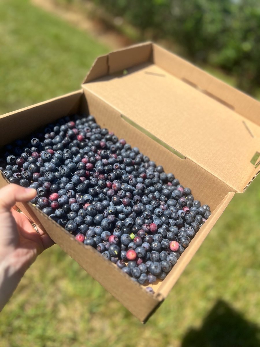 Sweet Summer Traditions and Berry Good Blintzes