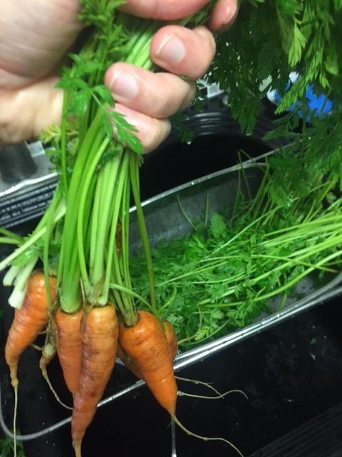 Don't Toss those Carrot Tops