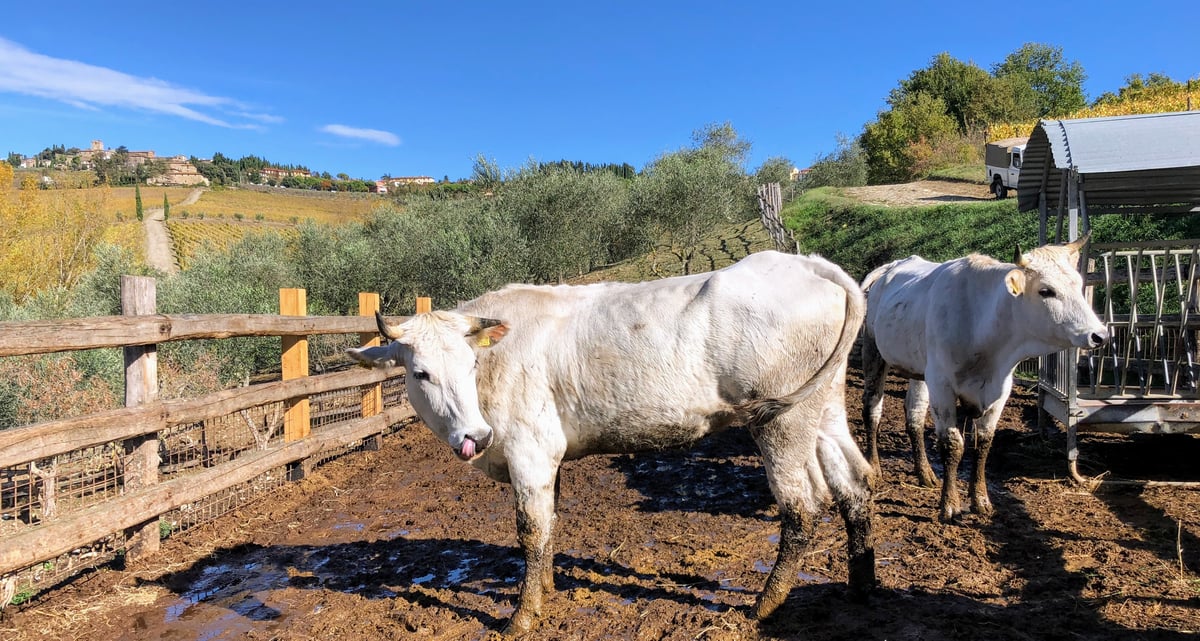 Travel to Italy to Cook Like a Tuscan