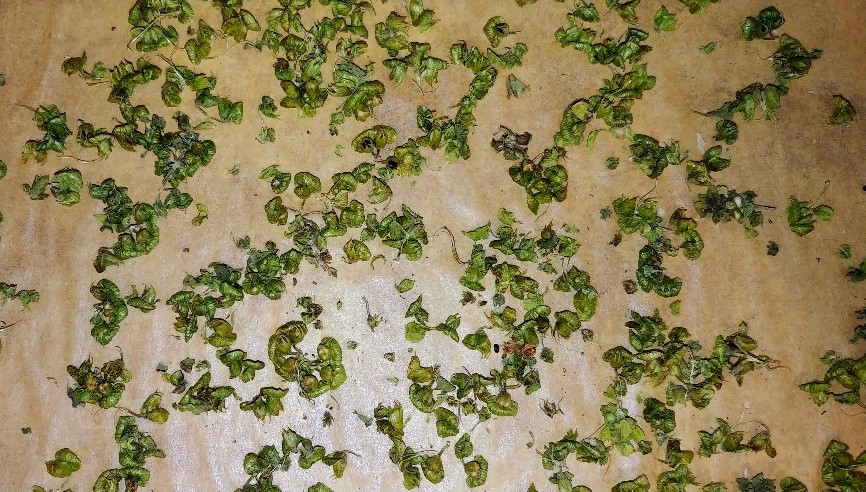 Did your Basil Bloom?