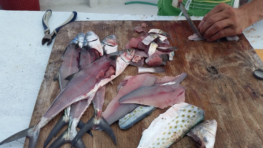 Fishing Adventure Gets You Hooked on Fish