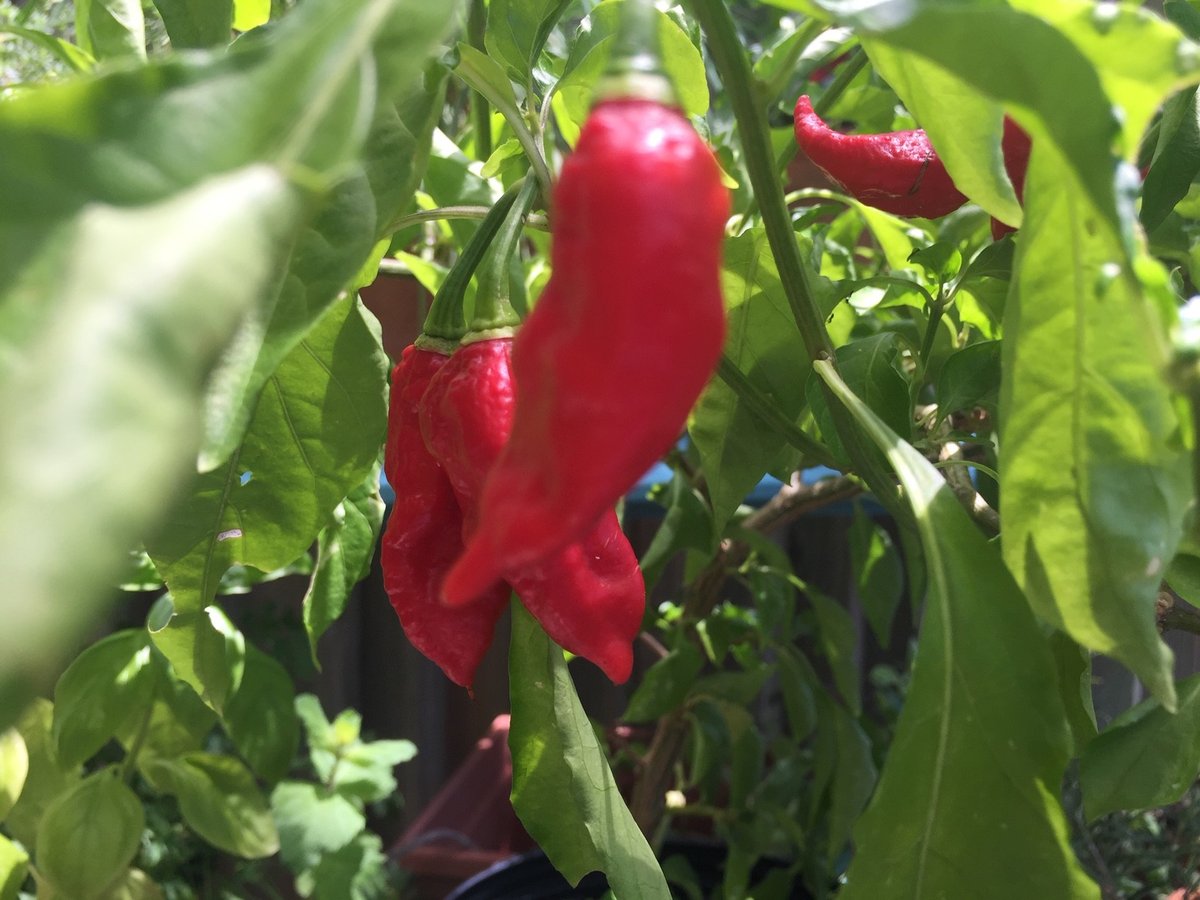 Smoked Ghost Pepper Hot Sauce will Scare your Taste Buds