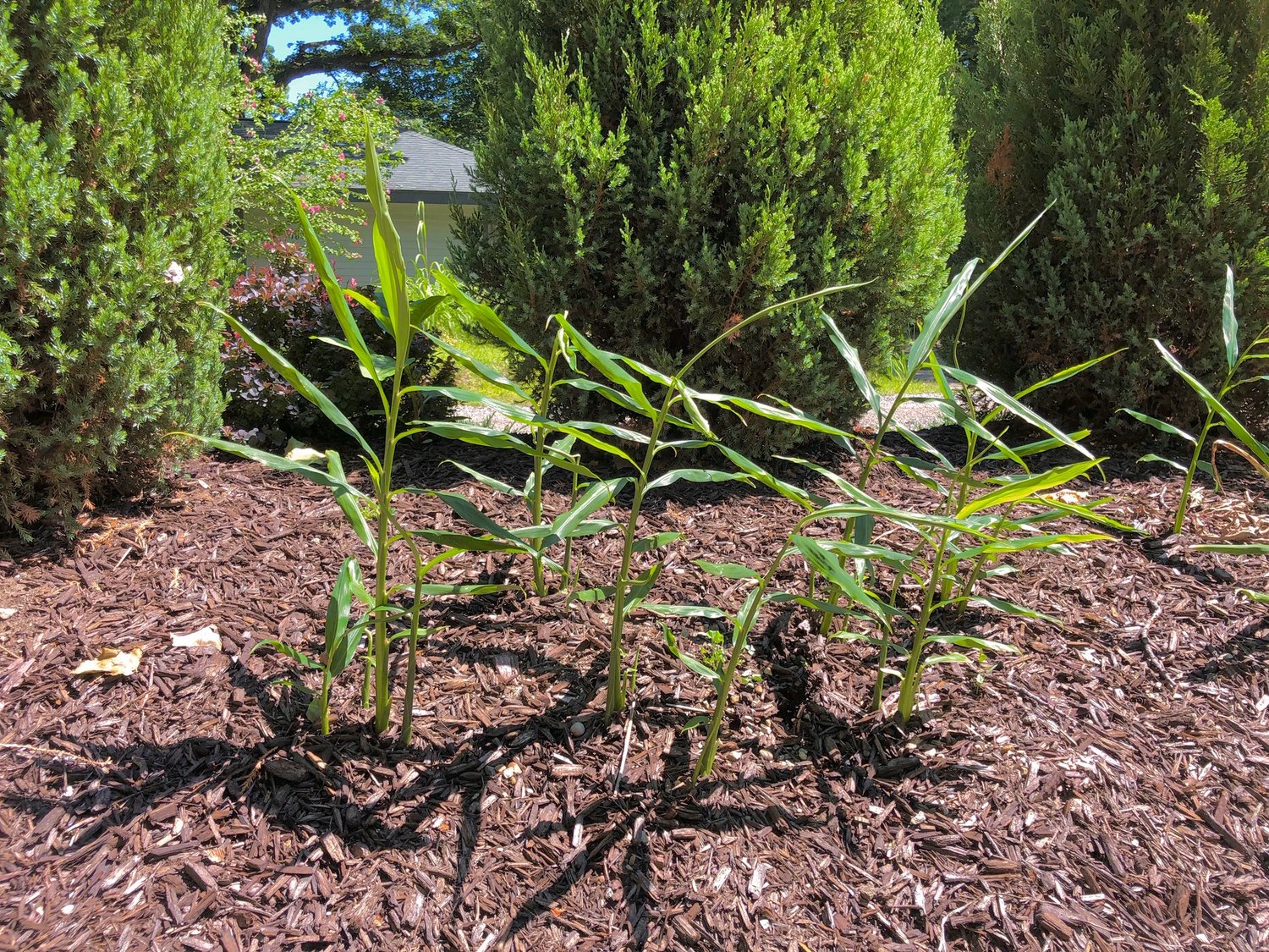 How to Make your Own Ground Ginger