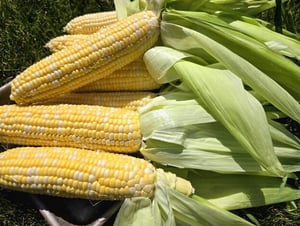 A Midwesterner's Favorite Time Of Year: Sweet Corn Season