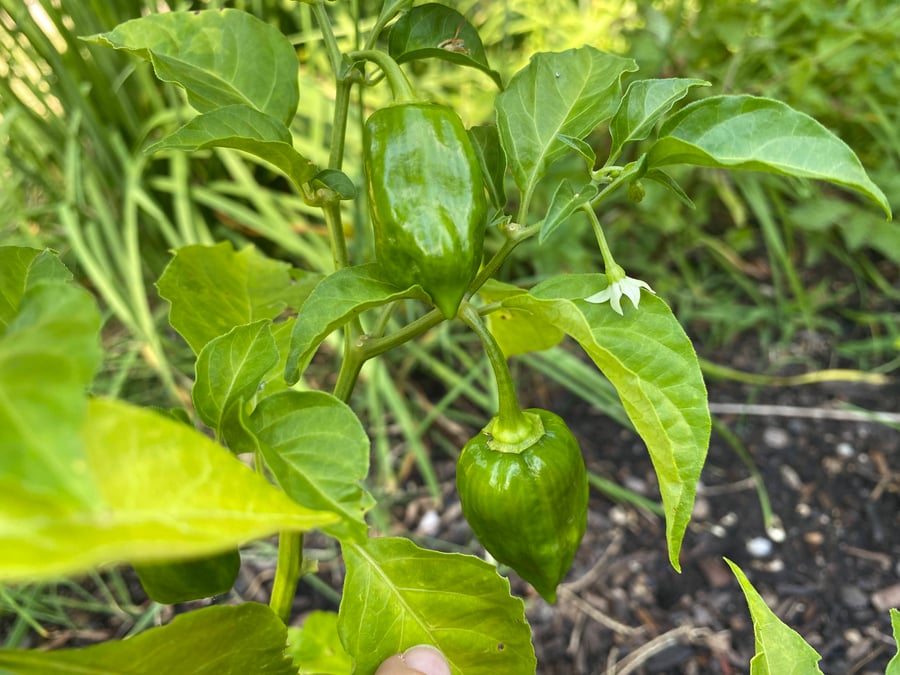 3-Ingredient Homemade Hot Sauce