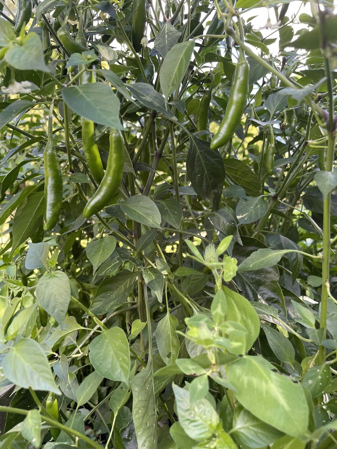 It’s Chili Season
