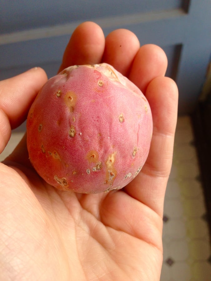 How to Eat and Drink Prickly Pear
