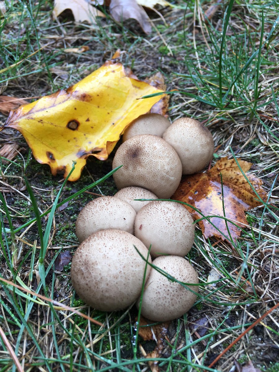 Foraging and Cooking Puffball Mushrooms
