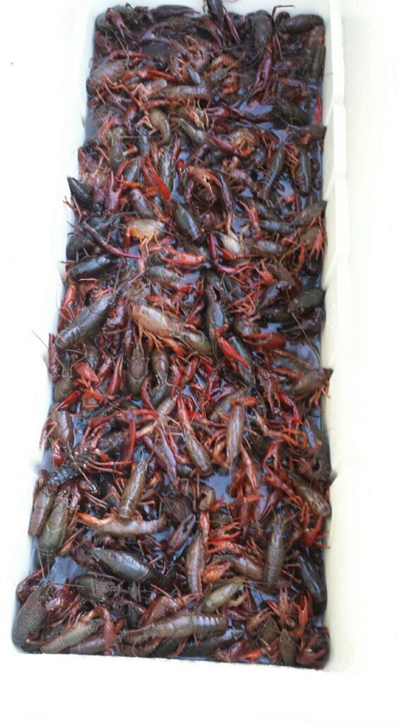 Crawfish 101: How to Boil, Peel, and Enjoy This Southern Delicacy
