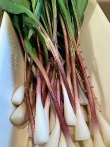 Don't Waste One Spring Ramp