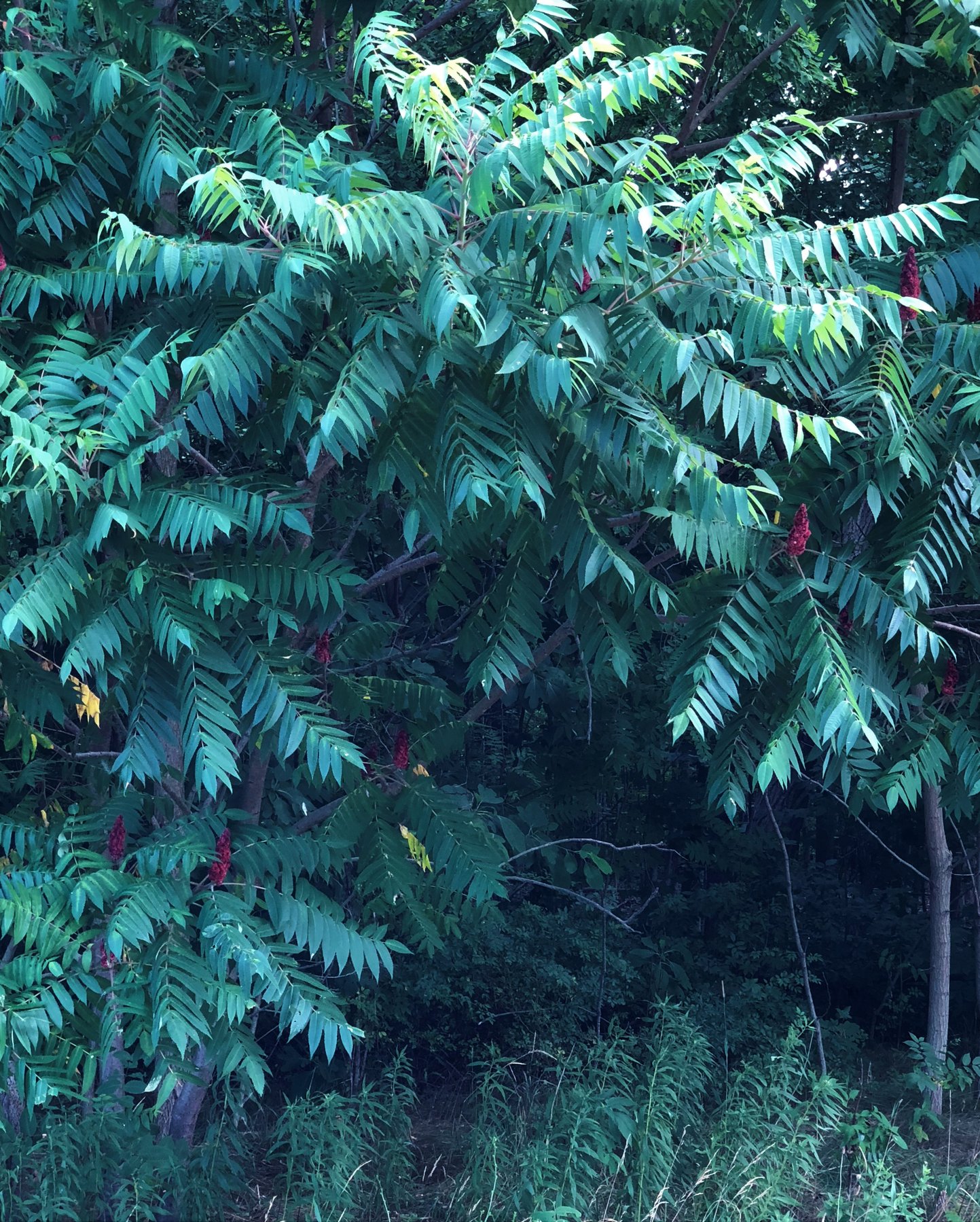 Sumac Foraging and Preparation