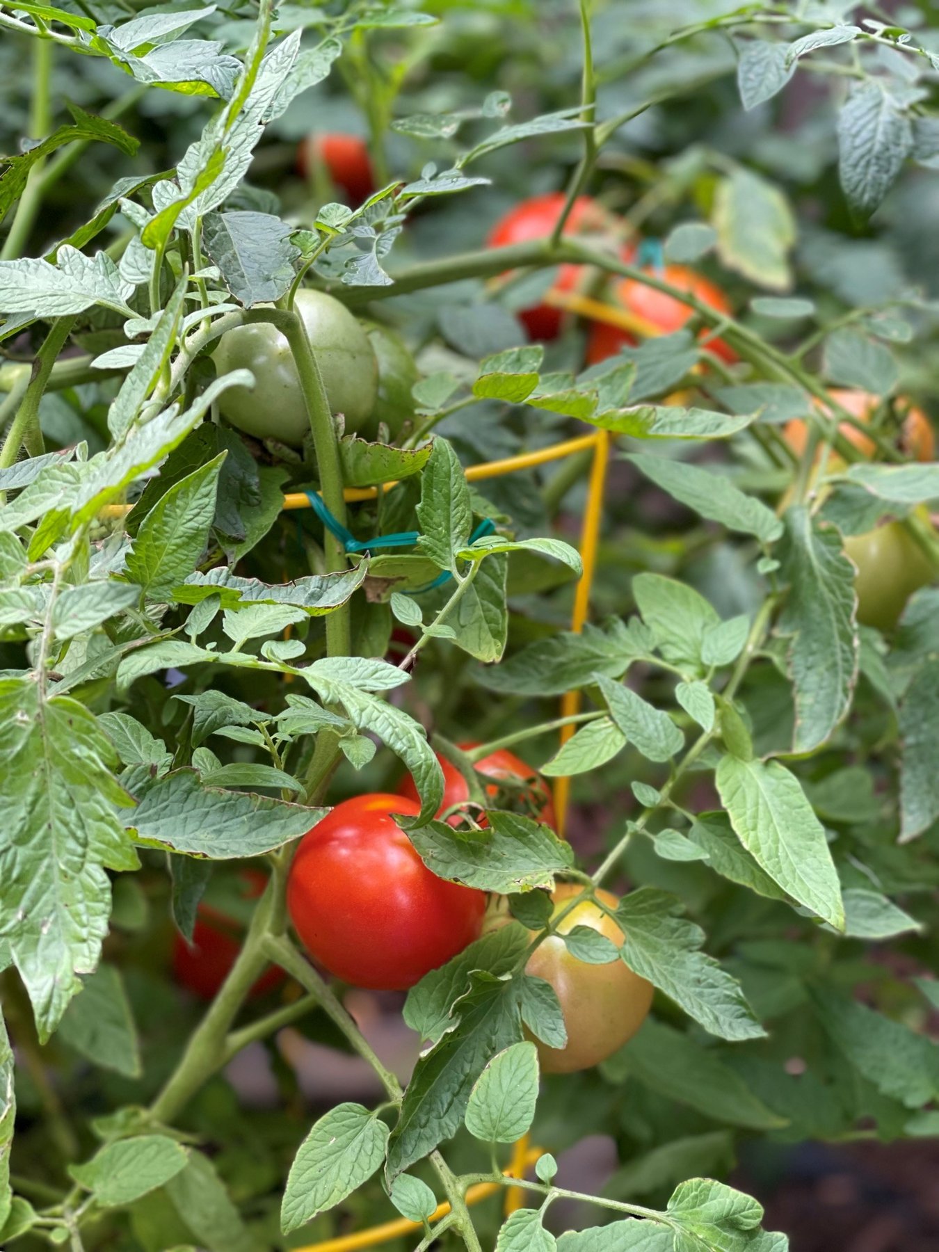 Morning Time Tomato