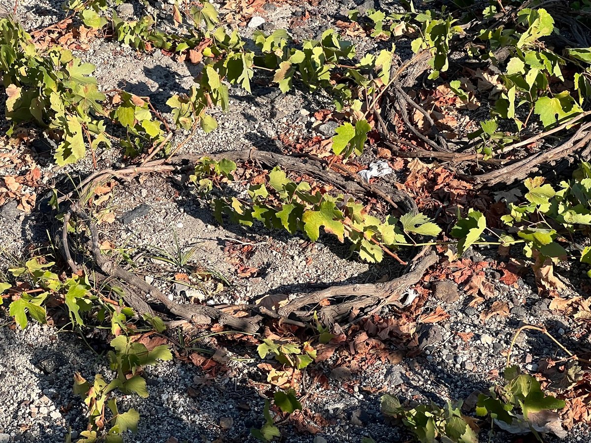 A Lesson in Greek Cooking and Wine