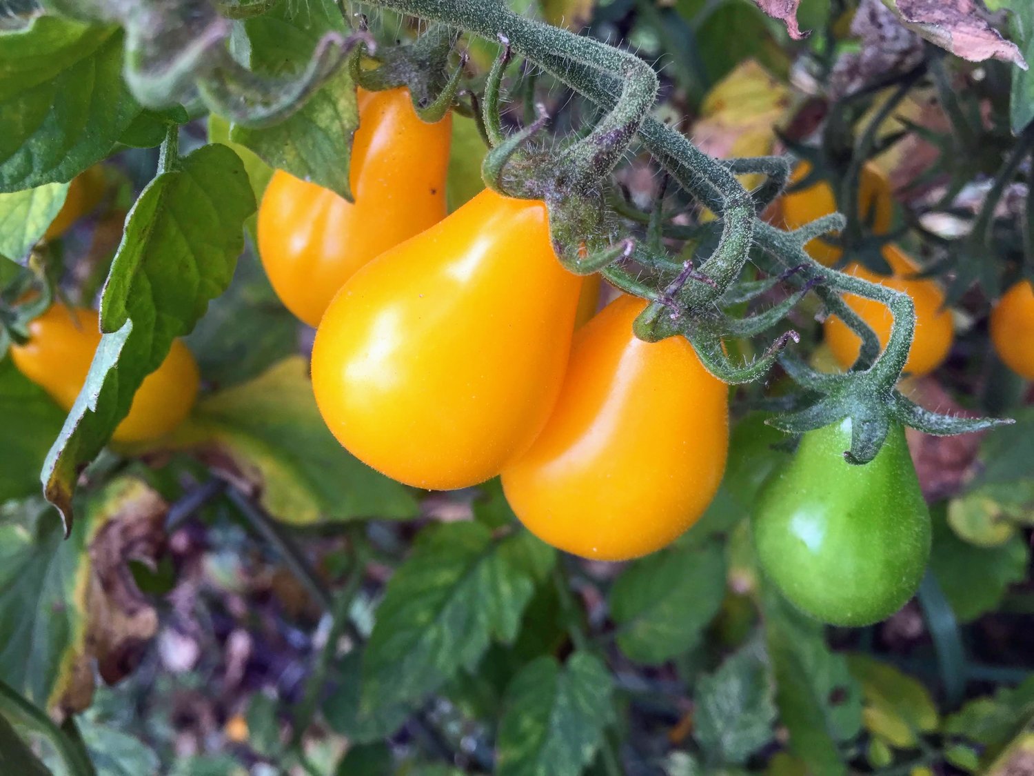 5-Ingredient Roasted Yellow Tomato Sauce