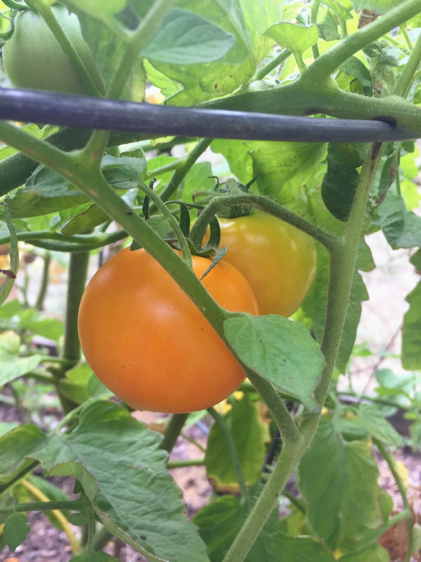 5-Ingredient Roasted Yellow Tomato Sauce