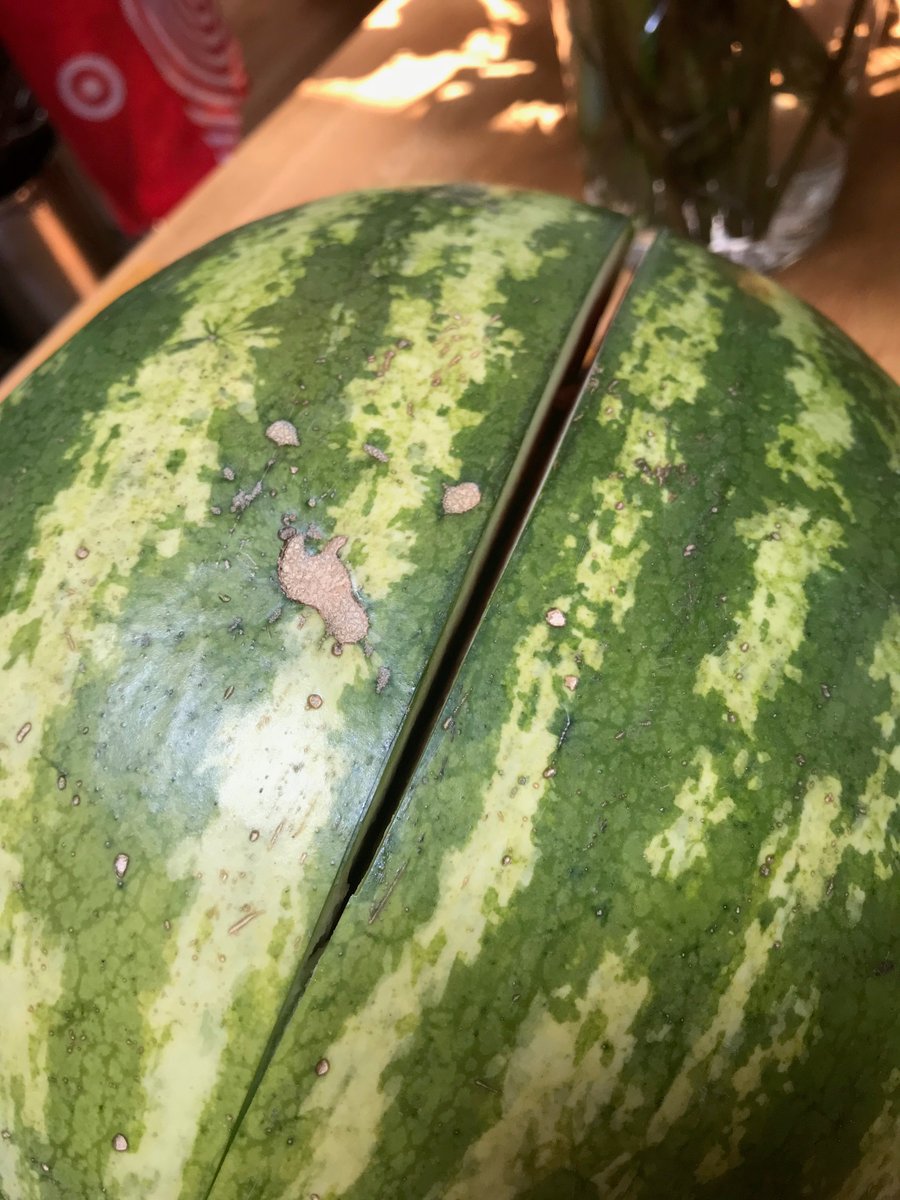 The Knives You Never Knew You Needed