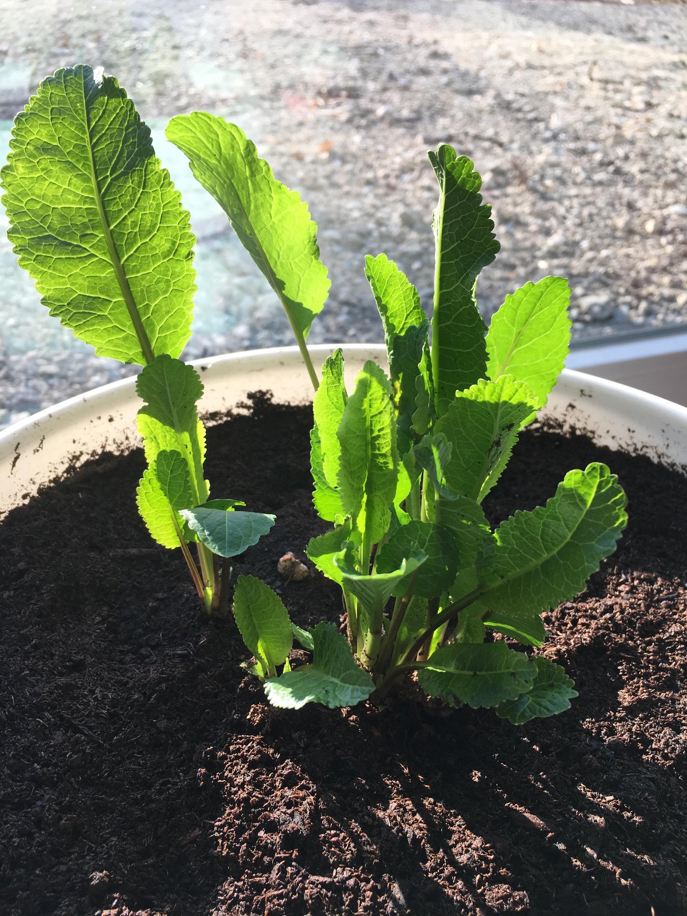 How to Grow Horseradish